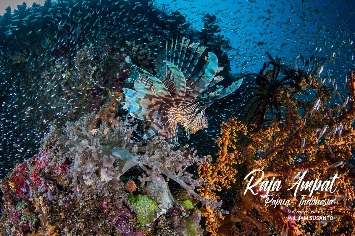Lionfish